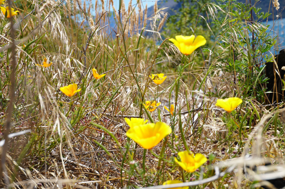 Cruises - Lake Wanaka Cruises